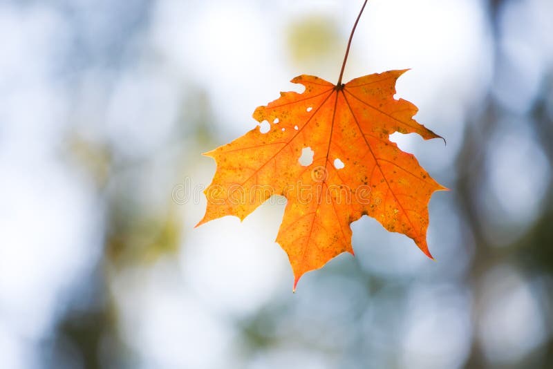 Lonely maple leaf stock image. Image of orange, plant - 6624697