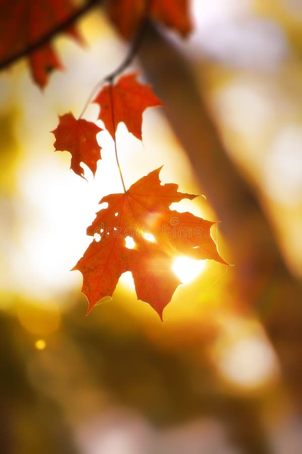 Lonely maple leaf stock photo. Image of gold, melancholy - 7038416