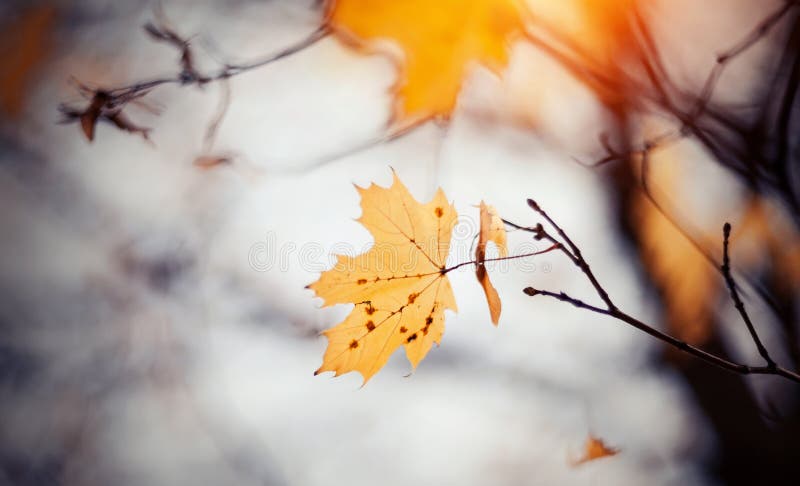 Lonely Maple Leaf Late Fall Stock Photo - Image of environment ...