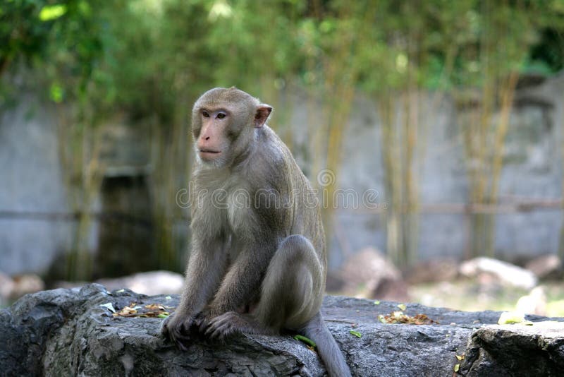 Lonely Monkey stock photo. Image of rainforest, primates - 11252010