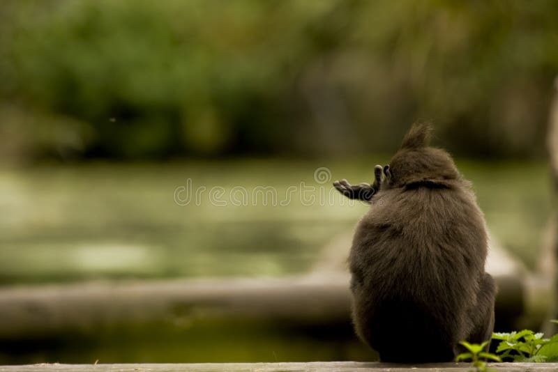 Lonely Monkey stock photo. Image of wildlife, dublin - 11472700