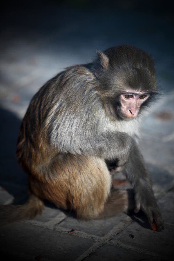 Lonely Monkey stock image. Image of white, black, cage - 12588323
