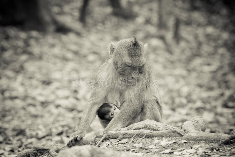 Lonely Monkey in Profile in Backlight Stock Image - Image of africa ...