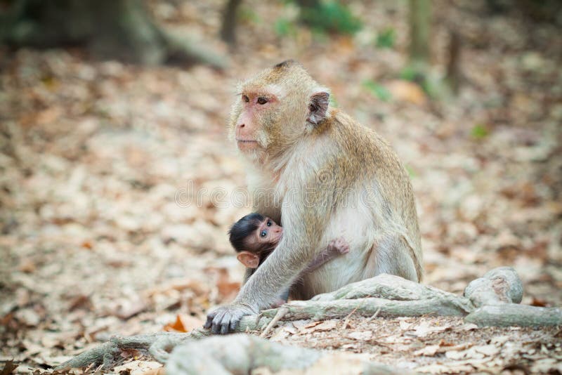 Lonely Monkey in Profile in Backlight Stock Image - Image of africa ...