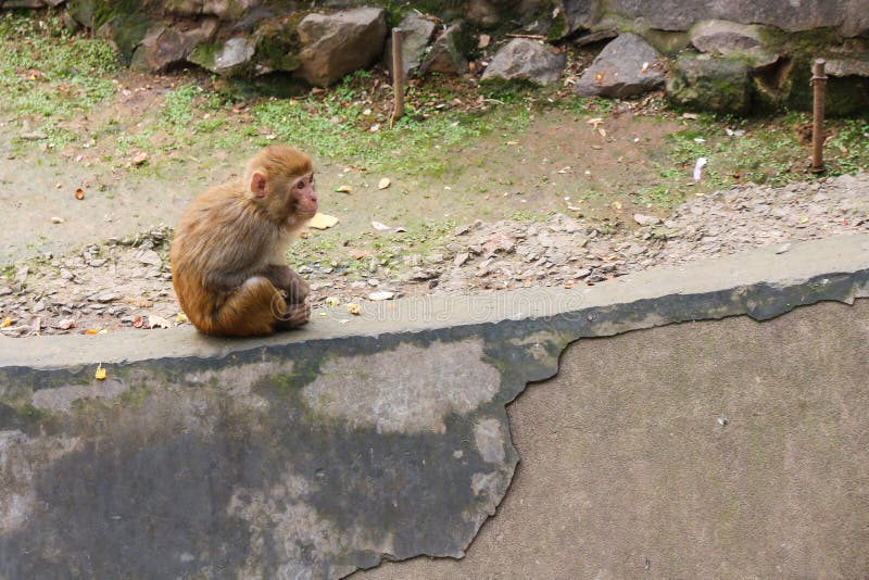 Lonely Monkey stock image. Image of wall, grass, monkey - 29567165