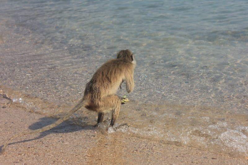 Lonely Monkey stock image. Image of nature, waves, warm - 60216655