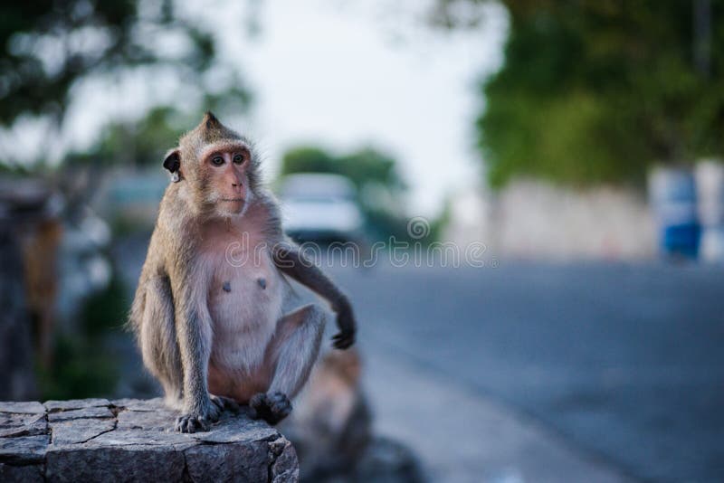 Lonely monkey stock photo. Image of macaque, animal, monkey - 95757510