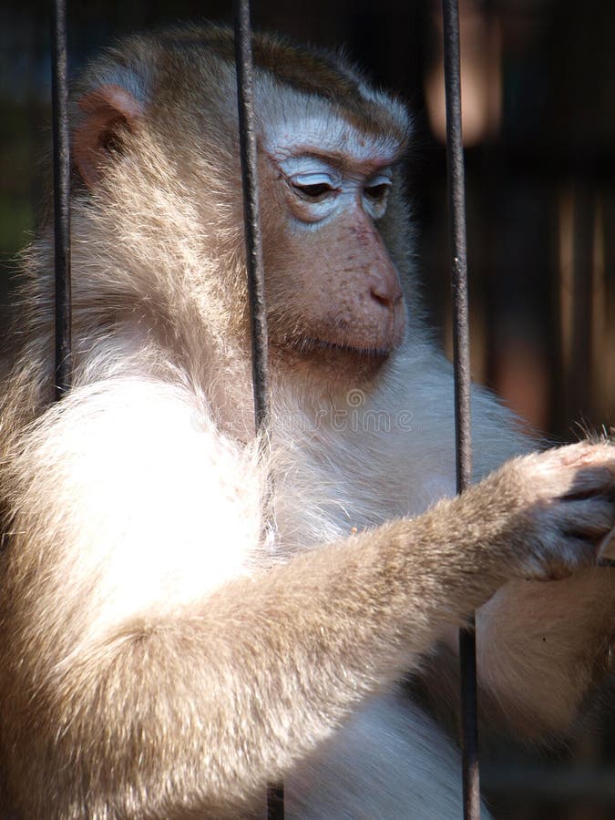 Lonely Monkey in Profile in Backlight Stock Image - Image of africa ...