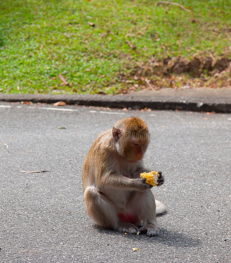 Lonely Monkey in the Forest Stock Image - Image of black, adult: 104480275