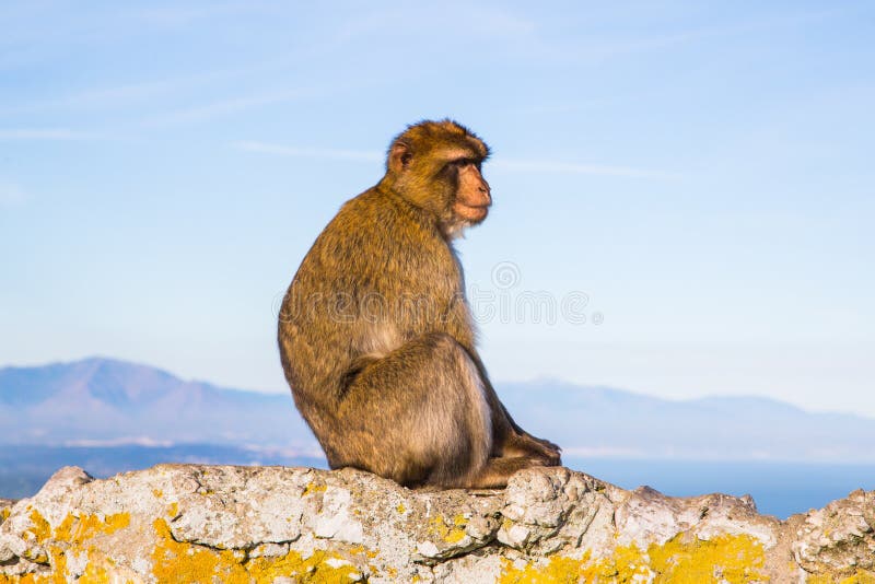 Lonely monkey stock photo. Image of love, macaca, baboon - 62879450