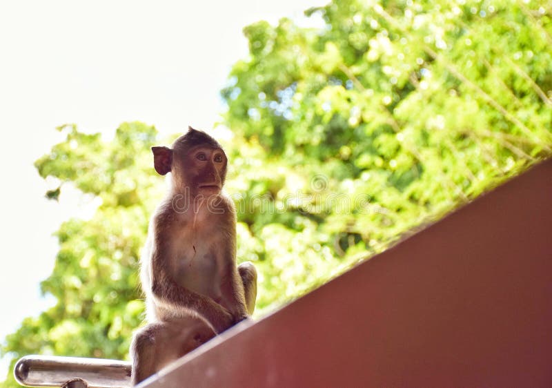 A Lonely Monkey at the Park. Stock Photo - Image of jungle, family ...