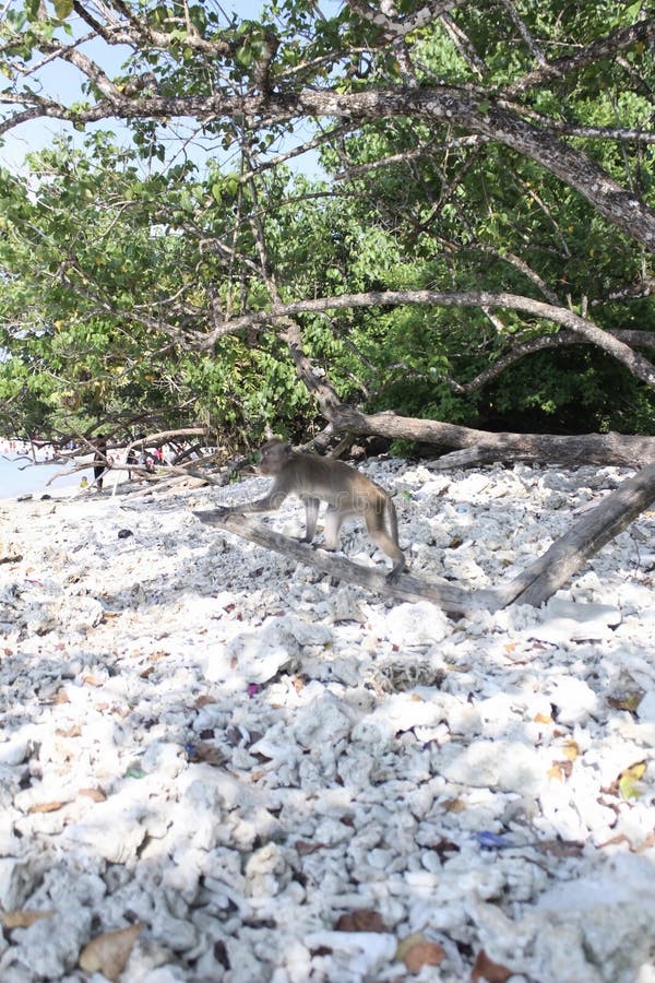 Lonely monkey stock image. Image of monkey, covered - 307236233