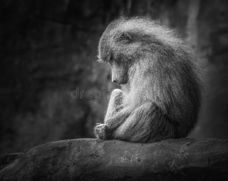 Lonely monkey stock photo. Image of germany, sorrowful - 78315628
