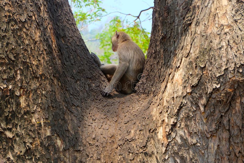 Lonely Monkey Sitting Alone Stock Photo - Image of wildlife, alone ...