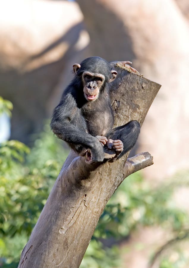 Lonely Monkey Sitting on Top of a Large Tree Trunk Stock Image - Image ...