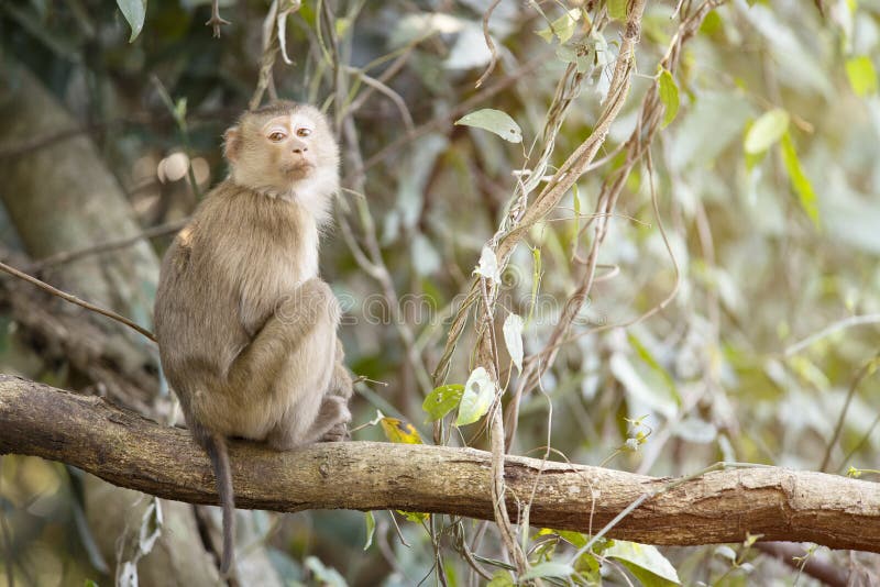 Lonely Monkey Sitting on Tree Stock Image - Image of forest, macaque ...
