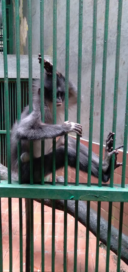 Lonely Monkey Sitting in Zoo Cage Stock Photo - Image of cage, monkey ...