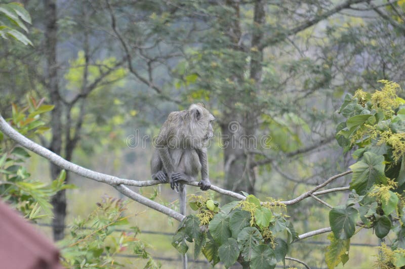 Lonely Monkey on the Slope Mount Merapi Stock Image - Image of mammal ...