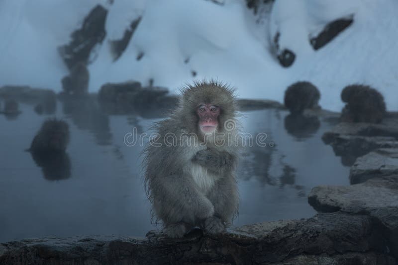 Lonely monkey in onsen stock photo. Image of three, sweet - 99524726