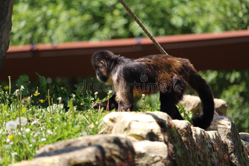 Lonely Monkey Wandering in the Park Stock Photo - Image of primate ...