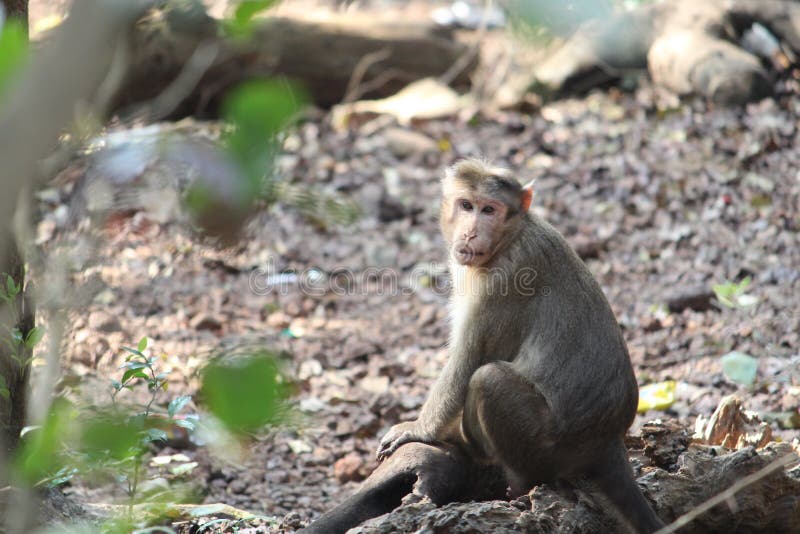 Lonely Monkey the Wildlife stock image. Image of help - 104399241