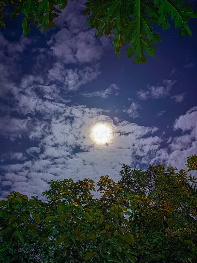 Lonely Moonlight on the Night Stock Photo - Image of moon, leaf: 265625964