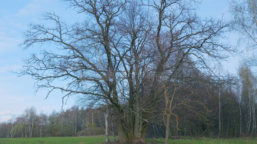 Lonely Oak at the Edge of the Forest on a Spring Day. Branches of Oak Tree in Spring. Thick ...