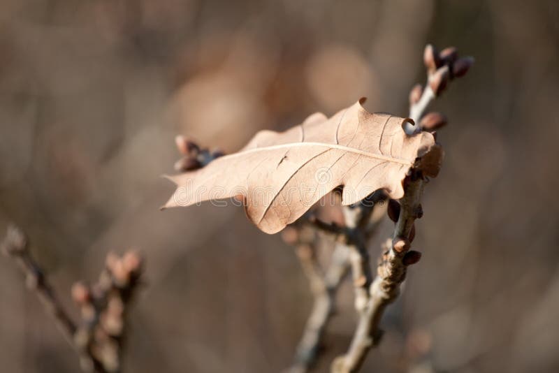 Lonely Oak Leaf in Late Autumn Stock Photo - Image of autumn, branch ...