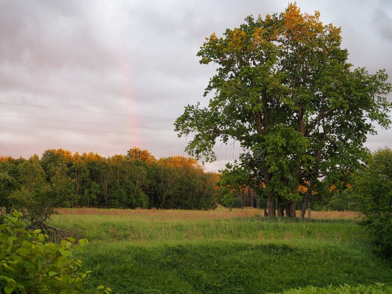 Lonely oak stock image. Image of lone, outdoors, rainbow - 89599675