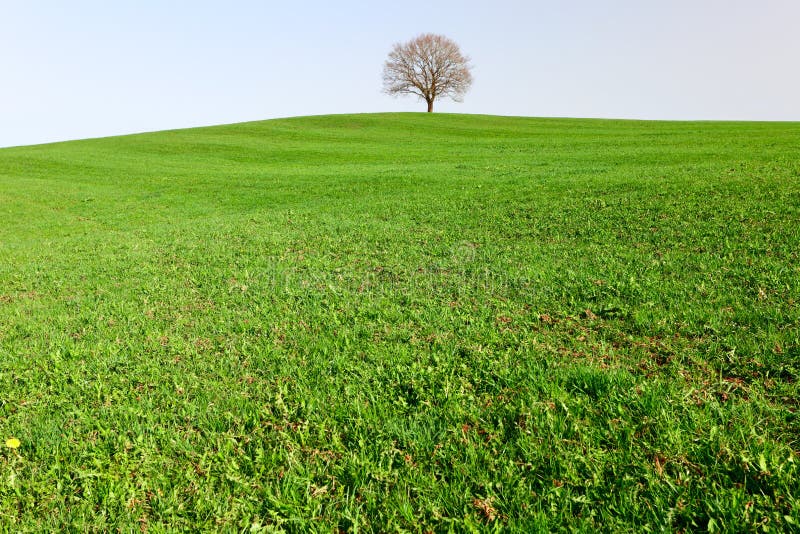 Lonely oak teree stock photo. Image of outdoor, cloudless - 25419198