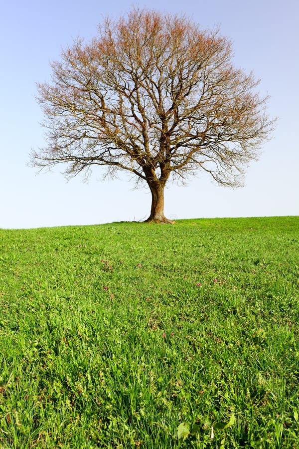 Oak Teree Stock Photos - Free & Royalty-Free Stock Photos from Dreamstime