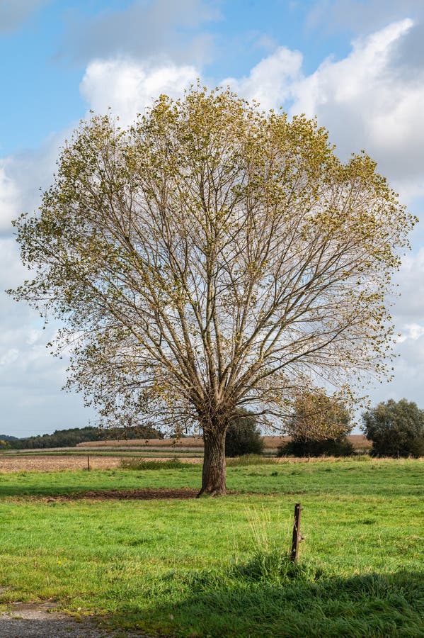 Lonely Oak Tree in the Agriculture Fields of Relegem, Belgium Stock ...