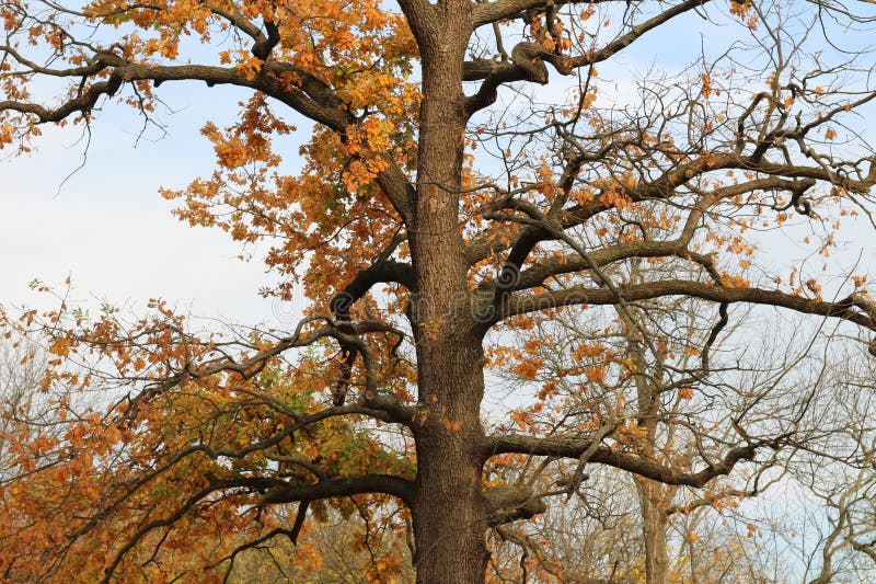 Lonely Oak Tree with Fallen Leaves. Bright Autumn Park Stock Image - Image of fall, quiet: 320773897