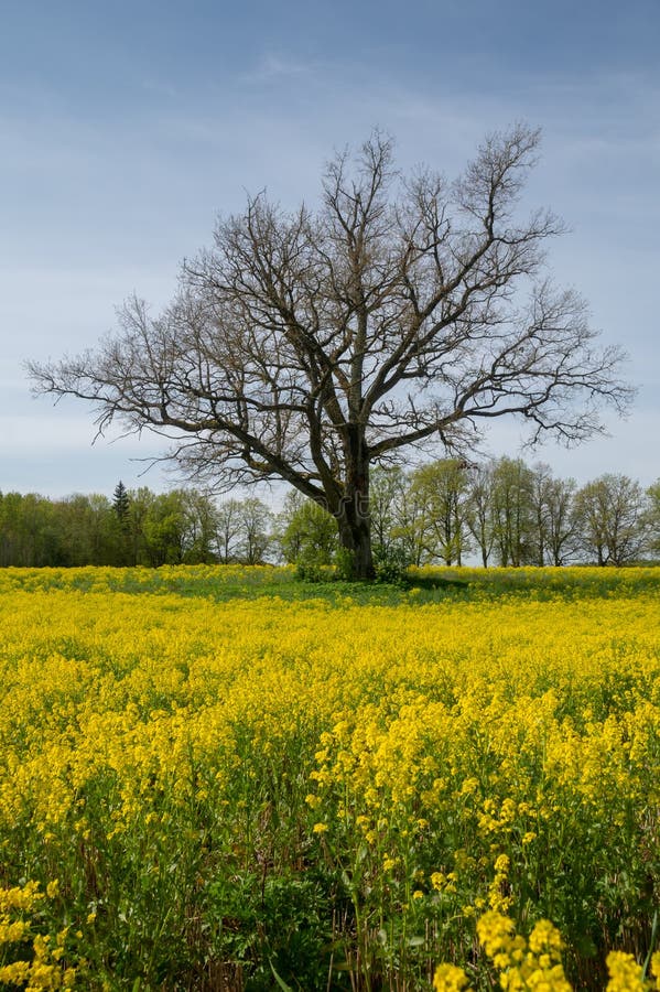 Tree in a Field of Yellow Flowers . Stock Image - Image of rapeseed ... Tree in a Field of Yellow Flowers . Stock Image - Image of rapeseed ...