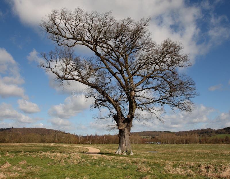 Lonely Oak Tree by a Meandering Path Stock Image - Image of meandering ...
