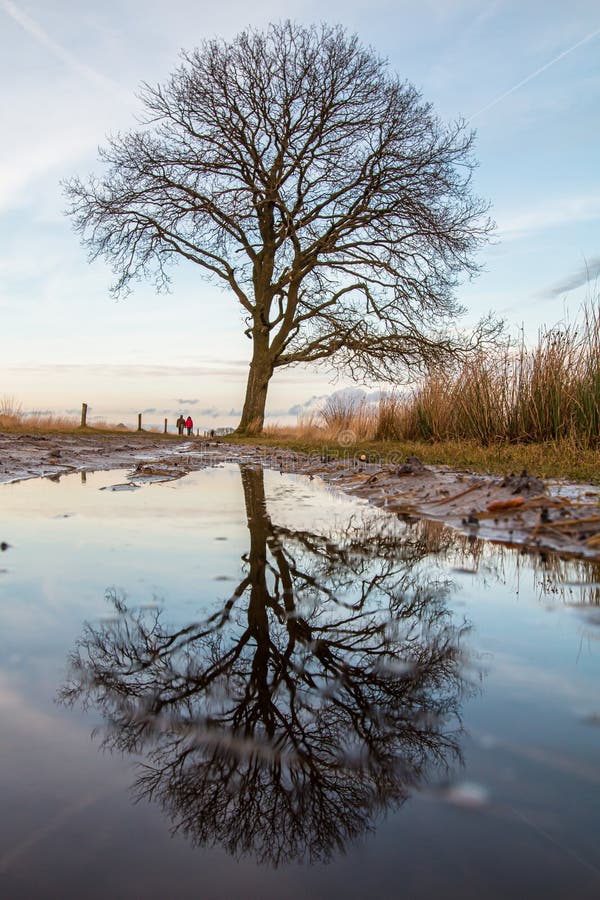 Lonely Oak Tree Standing Near a Puddle Stock Image - Image of ...