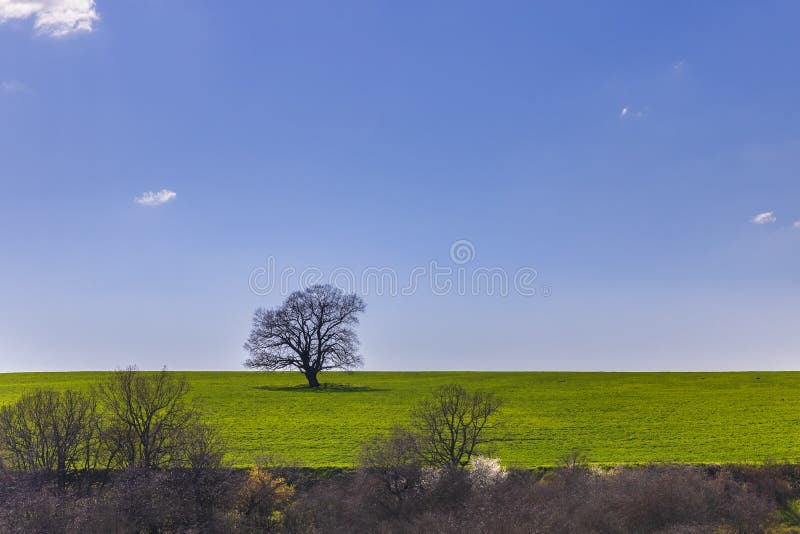 A Lonely Oak Tree Standing in a Plowed Field in Spring Stock Photo ...