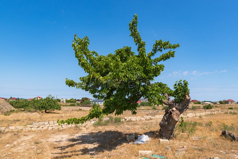 Lonely Old Beautiful Mulberry Tree Stock Image - Image of arid, beauty ...