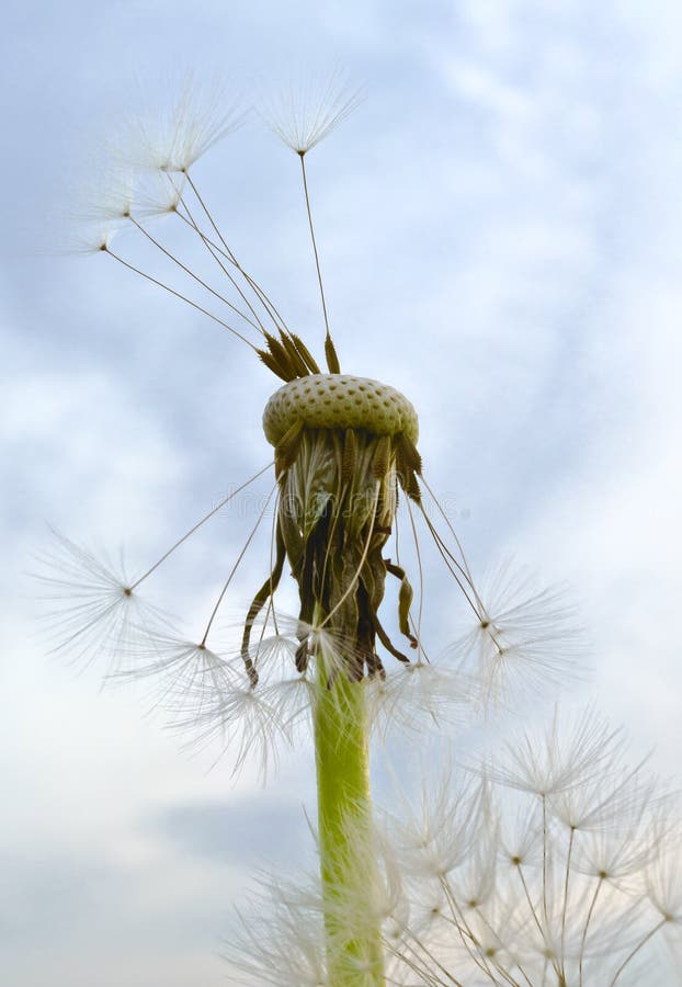 Lonely old dandelion stock photo. Image of grey, macro - 41126180
