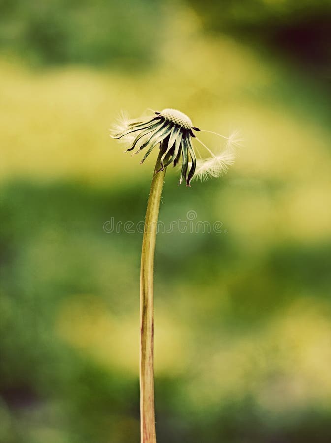 Lonely old dandelion stock photo. Image of luck, change - 41337002