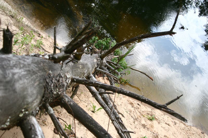 Lonely Old Dry Tree Fallen in River Stock Photo - Image of natural ...