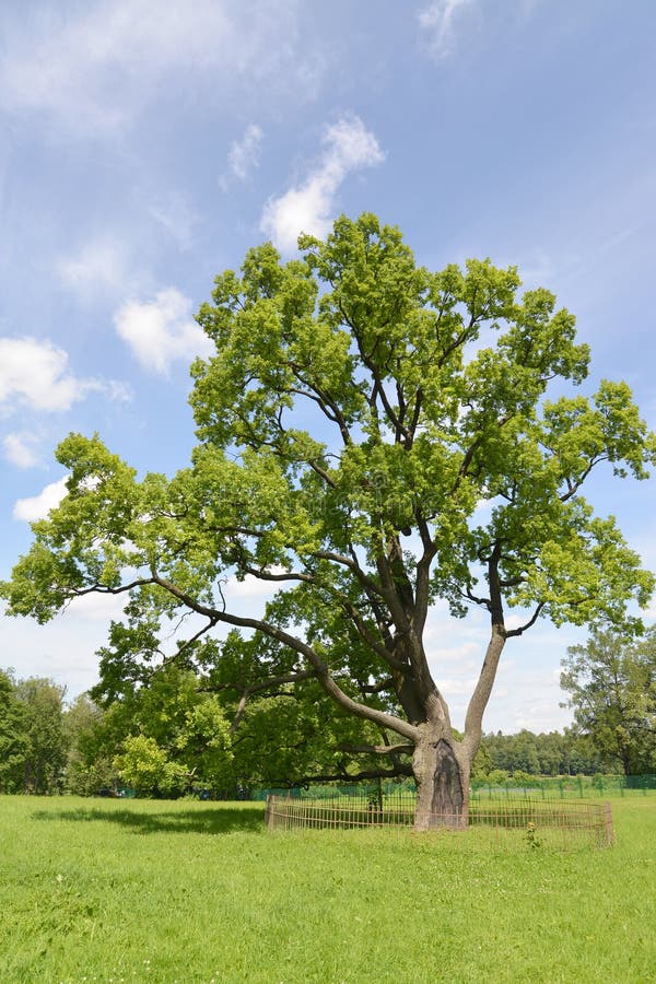 The Lonely Old Oak Grows in Park, Russia Stock Photo - Image of ...
