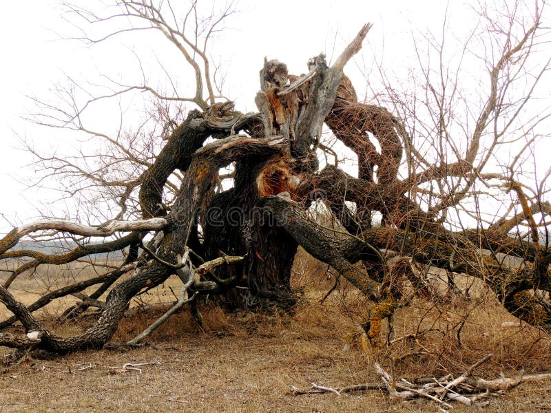 A Lonely Old Oak Tree with Branches Fallen Off from the Trunk Stock ...
