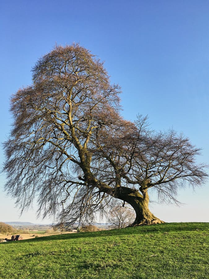 Lonely Old Oak Tree on a Green Meadow on a Hill in Early Spring Stock ...
