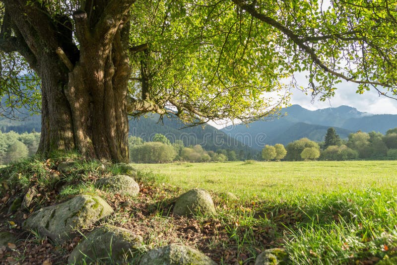 Lonely Old Tree on Summer Meadow Stock Image - Image of single ...