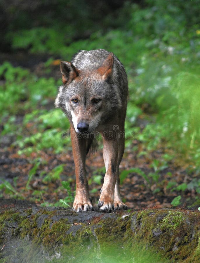 Wolf on the Path in the Forest Stock Photo - Image of europe, european ...