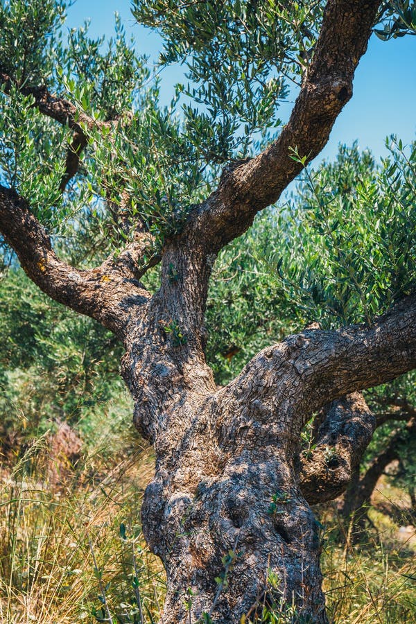 Lonely Olive Tree in Crete, Cretan Garden Stock Image - Image of cretan ...