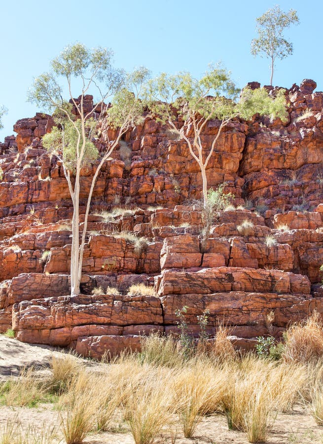 Lonely Outback Desert Tree Australia Stock Photo - Image of orange ...
