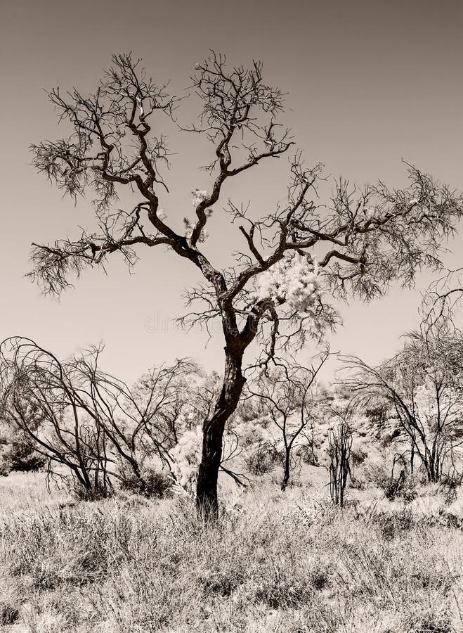 994 Outback Australia Silhouette Stock Photos - Free & Royalty-Free ...