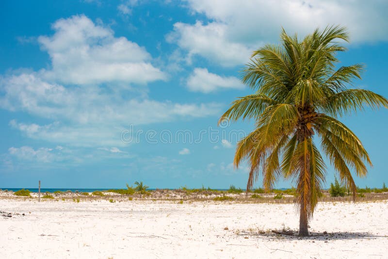 Lonely Palm Tree on the Beach of Playa Sirena, Cayo Largo, Cuba. Copy ...